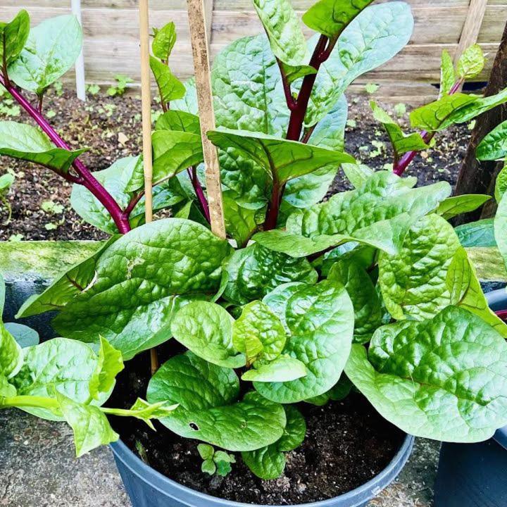 পুইশাকের বিজ / Pui Sak Seed - 20 Gram Seed All Season Hybrid | Daraz.com.bd