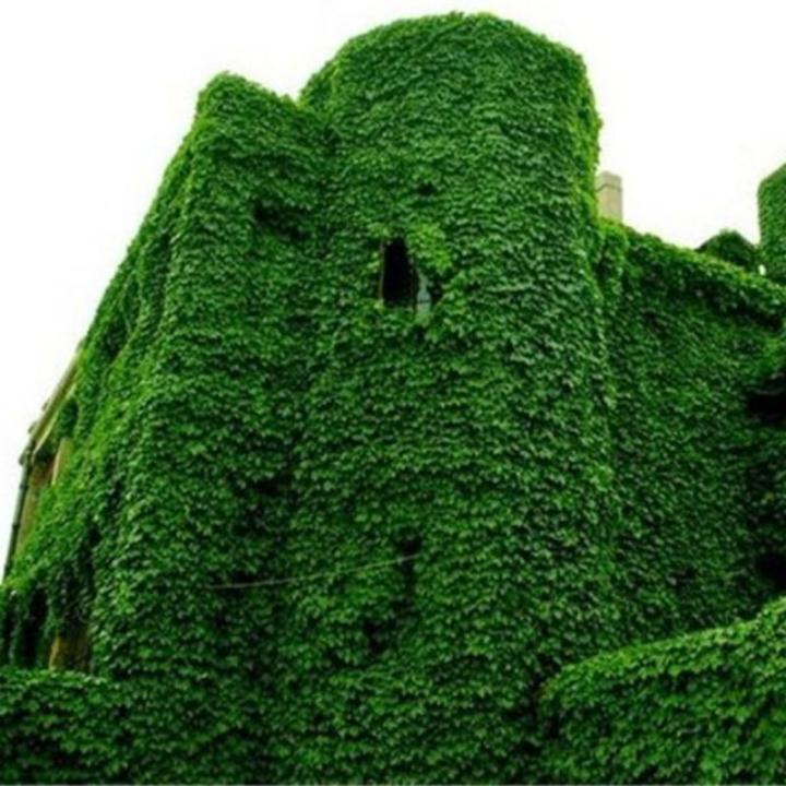 Creeper Flower Seedsplants Plant Seedlings for Sale Grass Seedlings ...