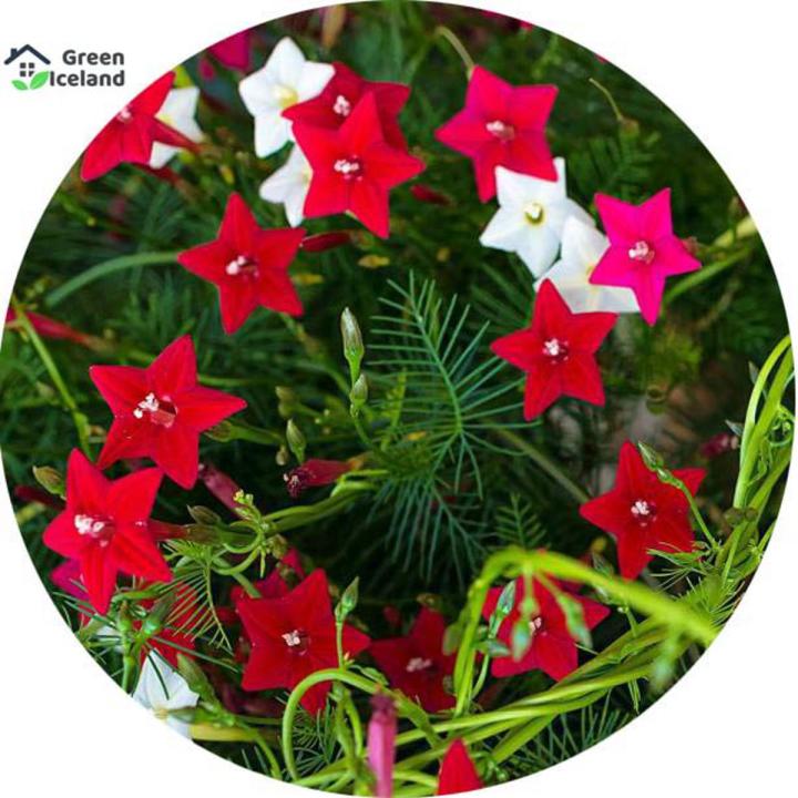 Imported Global Kunjo Flower Seeds - 10 Pcs Seeds | Daraz.com.bd