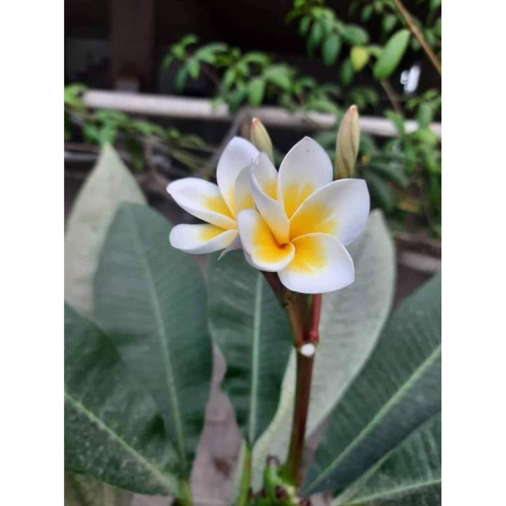 Kathgolap Plant Yellow White Type Cutting | Daraz.com.bd