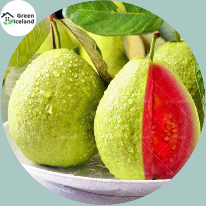 All Season Guava Seeds (পেয়ারা বীজ) - 15 Pcs Seeds | Daraz.com.bd