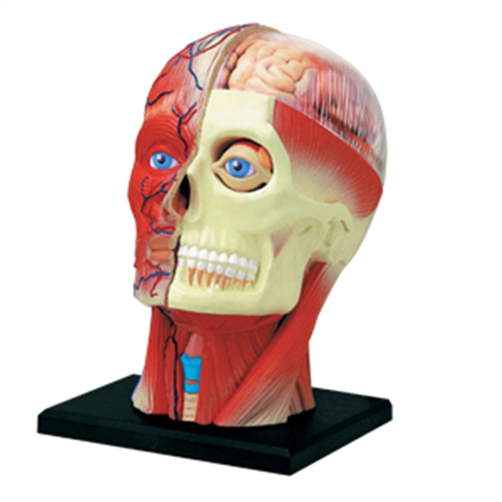 Torso Human Body Model Education Head Muscles Nerve Organs Model ...