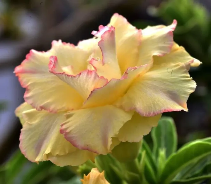 Yellow Color Adenium Grafted Plant | Daraz.com.bd