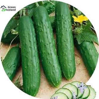 Natural Cucumber Seeds (শশা বীজ) - 30 Pcs Seeds | Daraz.com.bd