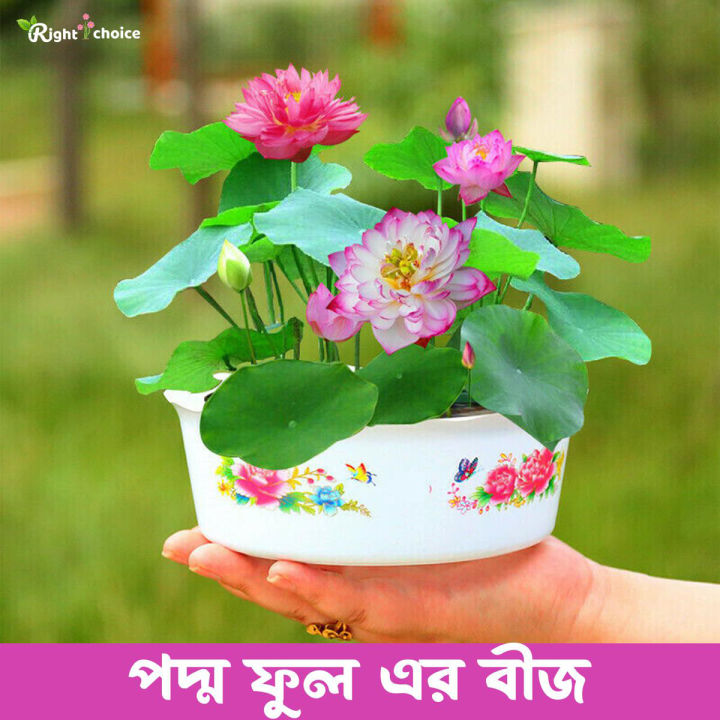 Multicolor Lotus Flowers Seeds 3 Pice +gift | Daraz.com.bd