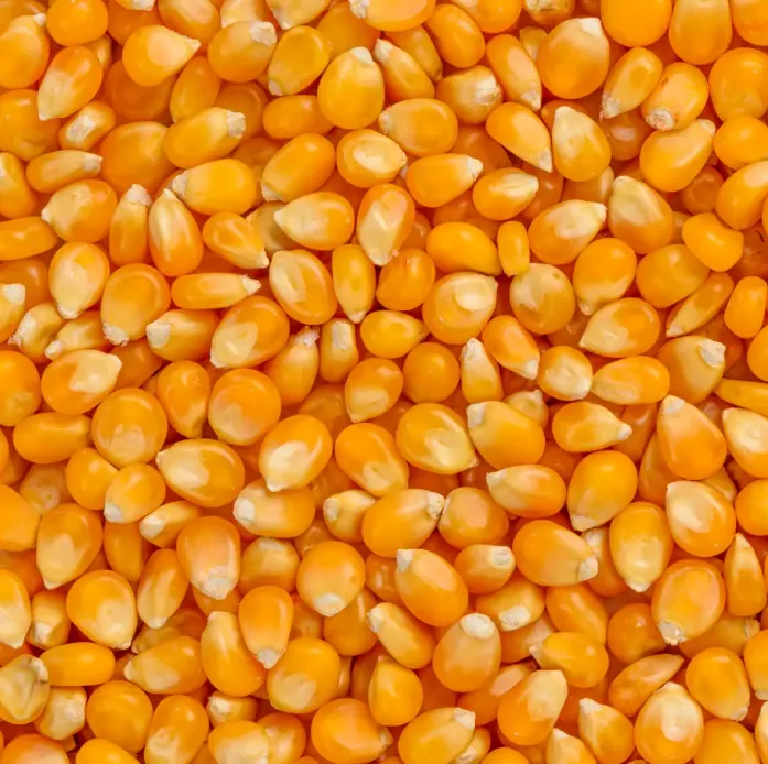 Popcorn Vutta Pop Corn Bhutta Kernels 2kg | Daraz.com.bd