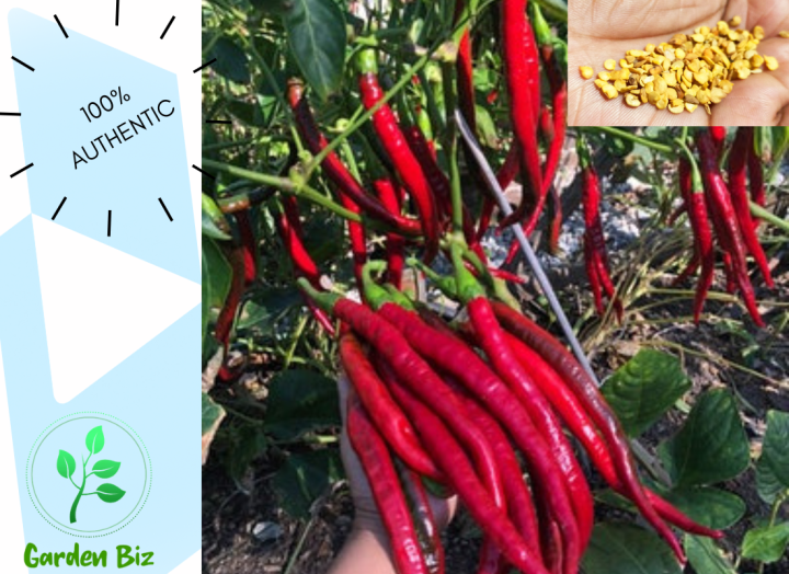 Long Red Pepper Seeds (All Seasonal 19+ pcs Long Red Chili Seeds ...