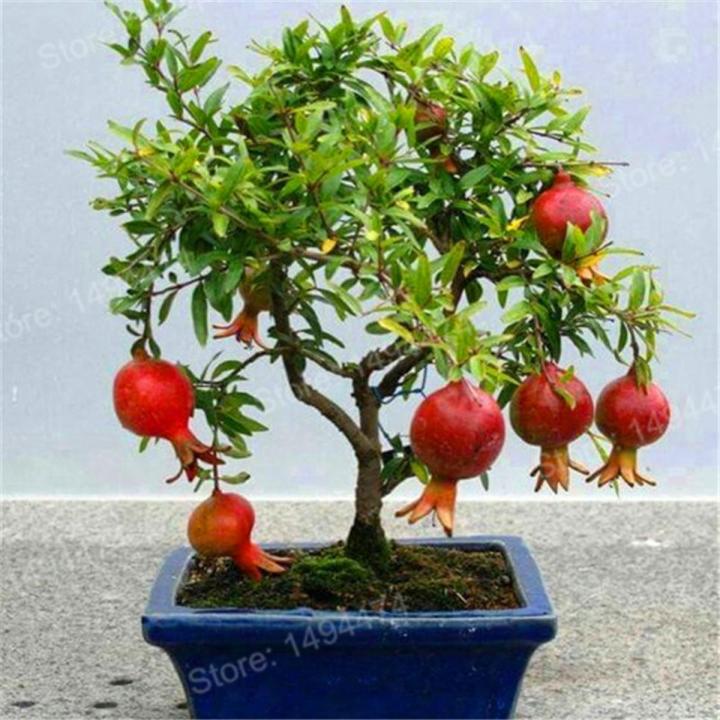 Bedana fruit bonsai tree seeds - 20 pieces of seeds | Daraz.com.bd