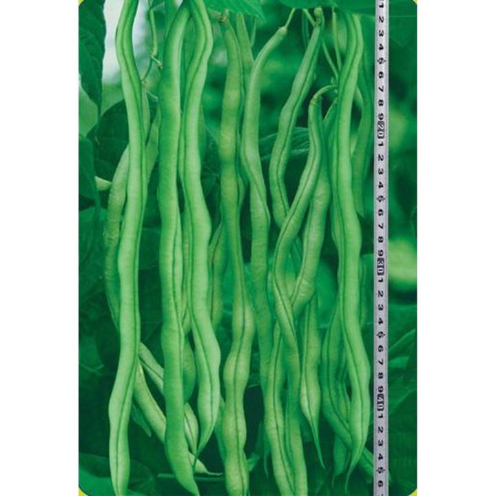 Thailand Frame Wang Beans Bonsais 10 Bonsai Organic Vegetable Bonsais ...