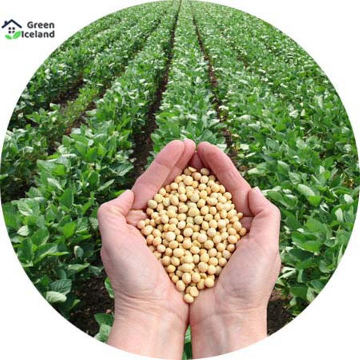 Soybean Tree Seeds - 20 Pcs Seeds | Daraz.com.bd