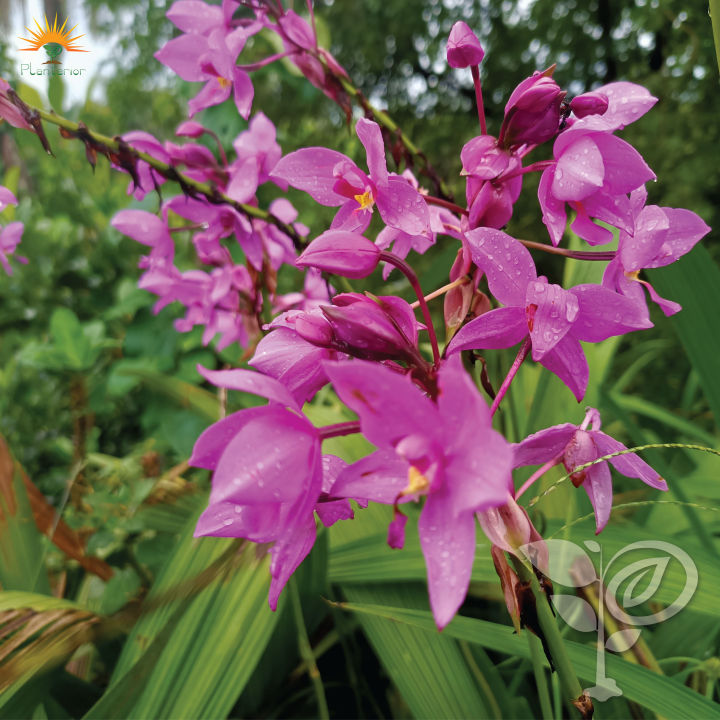 Ground Orchid (Spathoglottis Plicata) Flower Plant | Daraz.com.bd