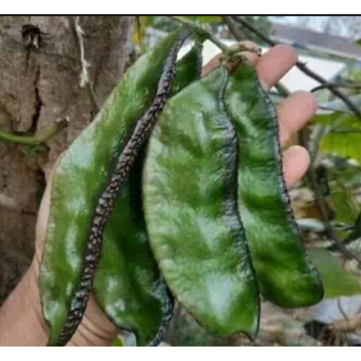 Kerala Seem, Kerala Bean Seeds - 10 Seeds | Daraz.com.bd