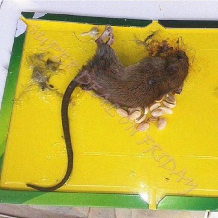 Mouse Rat Bond Traps Green Killer China | Daraz.com.bd