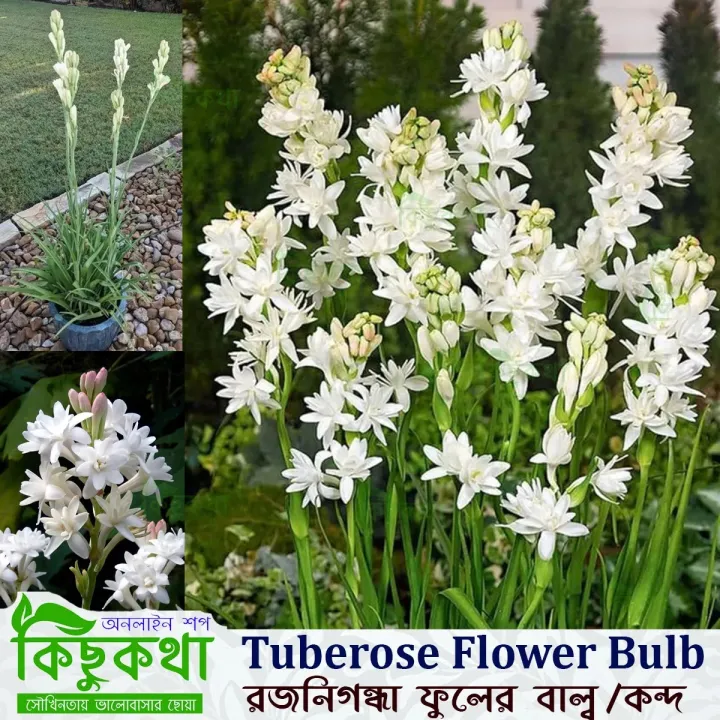 রজনিগন্ধা / Tuberose Flower 03/06/10/20 pcs Bulb Of Rojoni Gondha ...