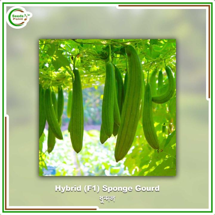 Hybrid Dundul (Sponge Gourd) Seed - 12 Seeds | Daraz.com.bd