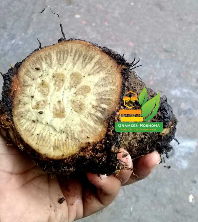 Chui Jhal 1000gm(1 kg) | Daraz.com.bd