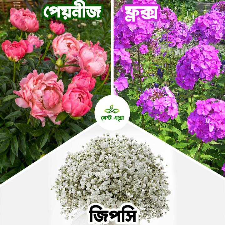 Stylish Addition - 3 type of imported flower seeds 42 Pcs combo pack ...
