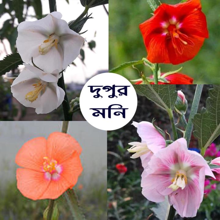 Dupur Moni Flower Seed- 20pcs Mix Color | Daraz.com.bd