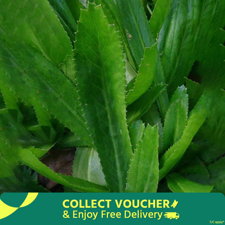 Imported Dhoniya Pata Seed 1500 pcs Coriander leaf seeds 1500 pcs ...