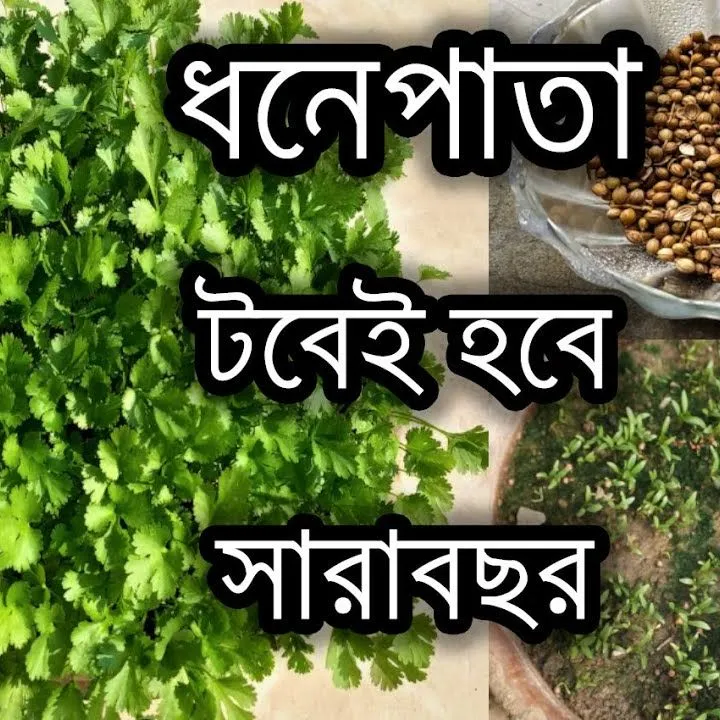 All Season Hybrid 50 pcs Dhoniya Pata Seeds - 50 Pcs Seeds | Daraz.com.bd