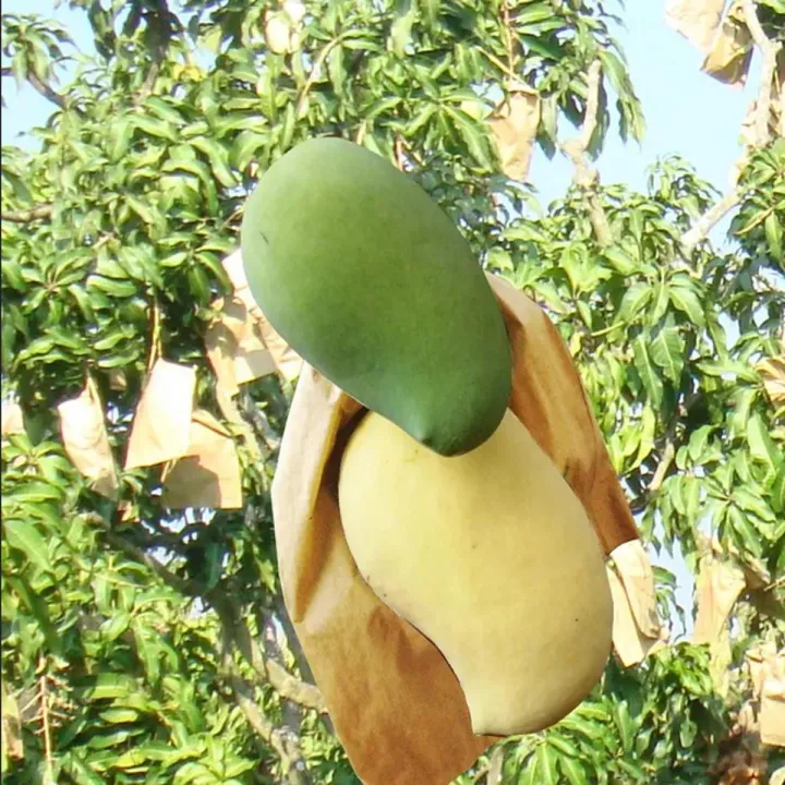 Mango fruit protection bag 50Pcs | Daraz.com.bd