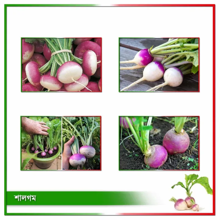 Salgom Vegetable Seed - 40 Seeds | Daraz.com.bd