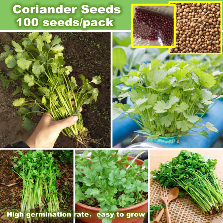 Organic Coriander Seeds Chinese Parsley/Cilantro Seeds Vegetable Seeds for Planting Benih Sayur ...