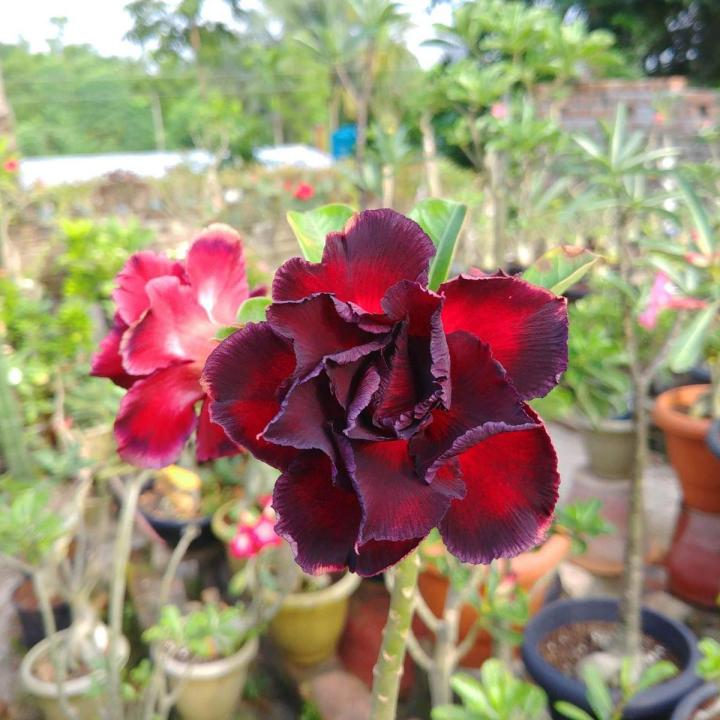Adenium Bonsai Seeds 2 Pis (Red Color Double Petal) | Daraz.com.bd