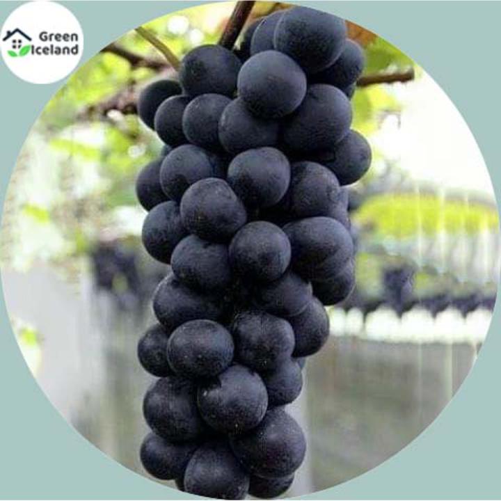 Black Finger Grape Seeds -20 Pcs Seeds | Daraz.com.bd