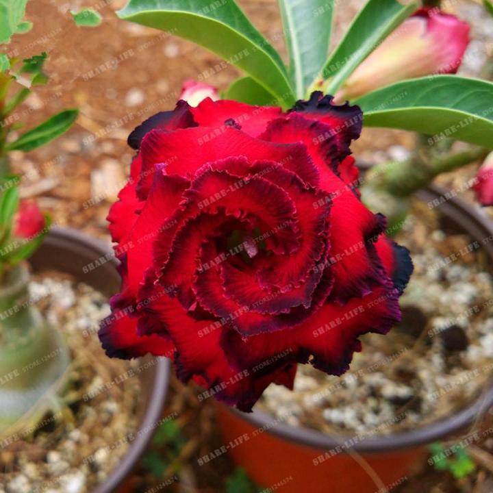 Natural Desert Rose Flower Bonsai Seeds - 10 Pcs Seeds | Daraz.com.bd