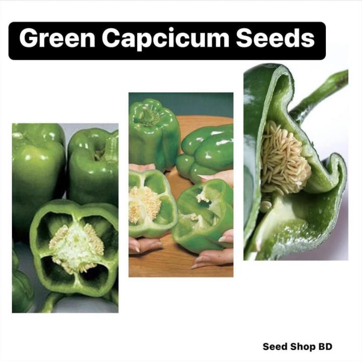 High Quality maintained Green Capcicum Seeds - 12pcs | Daraz.com.bd