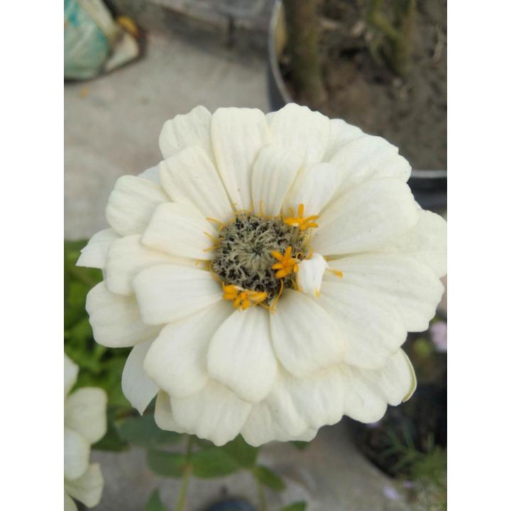 Imported Zinnia Flower Seeds 15 Pis (White Color Flower) | Daraz.com.bd
