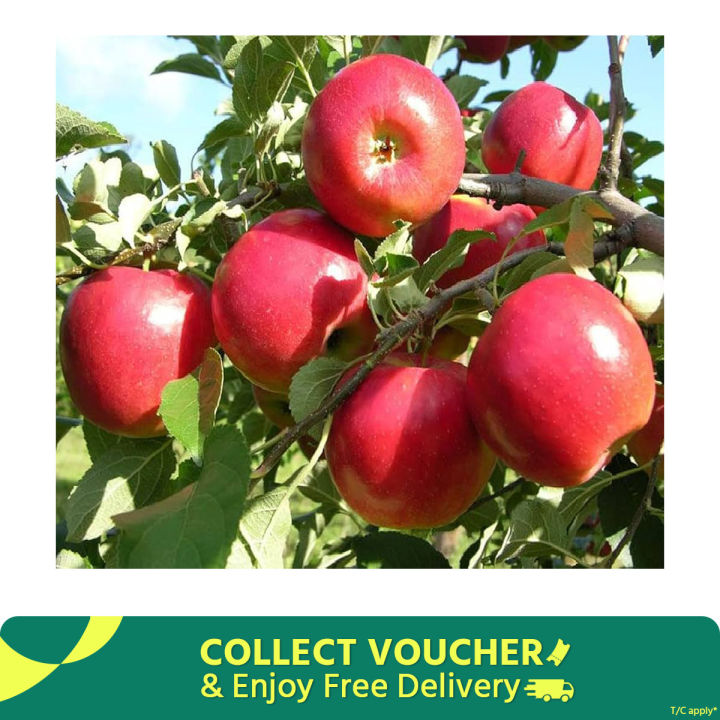 All Season Global Apple Tree Seeds -15Pcs Seeds | Daraz.com.bd