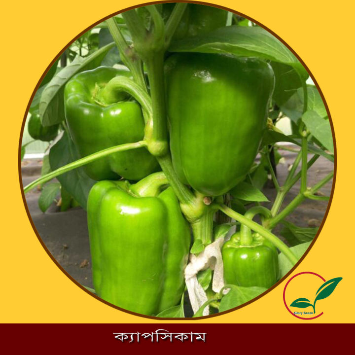 Capsicum(Shimla Mirch) Seed F1 Hybrid-10 | Daraz.com.bd