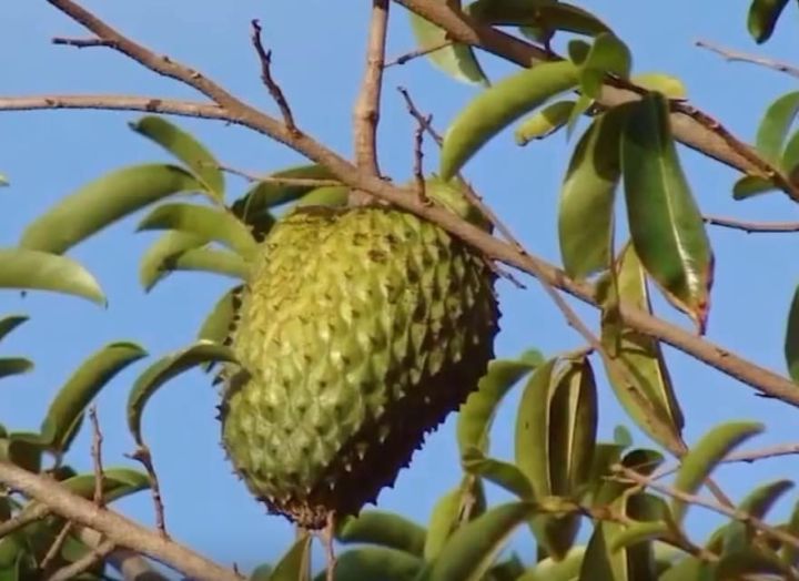Korsol Pata and fol 1kg | Daraz.com.bd