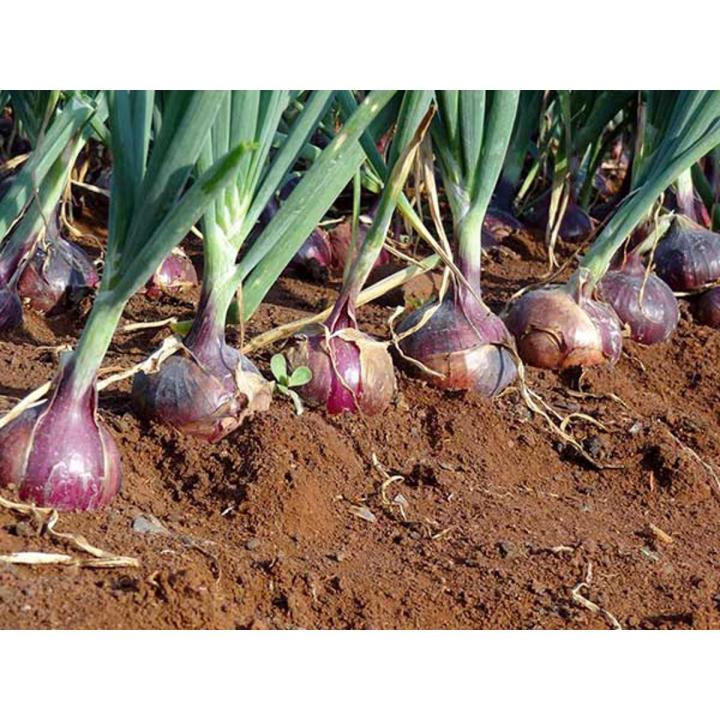 Bangladeshi Peyaj Seeds - 100 Pcs | Daraz.com.bd