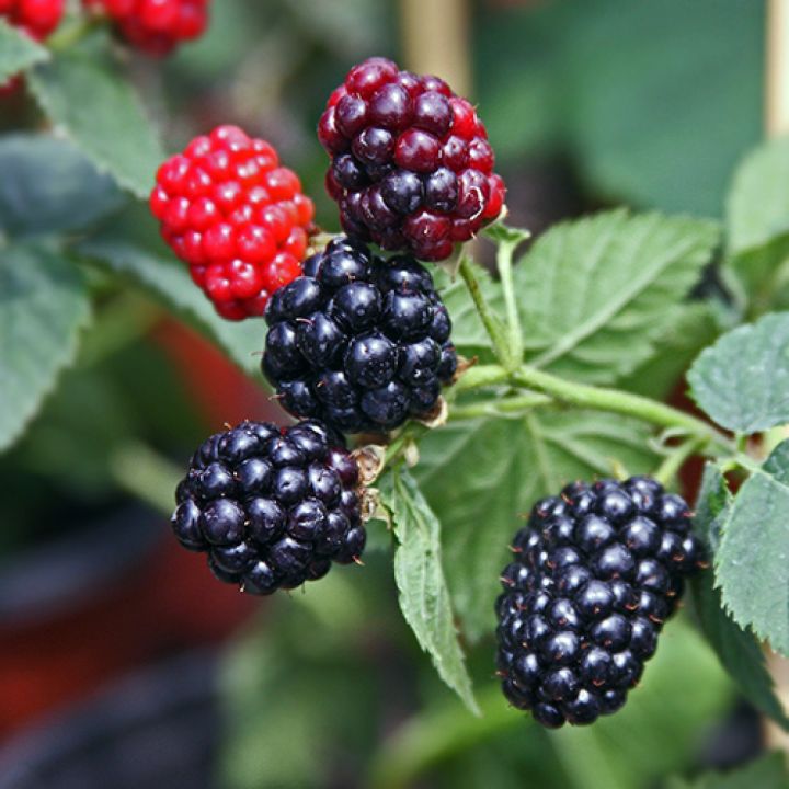 20pcs Raspberry plants Black Color Raspberry Fruit plants Rare Wild ...
