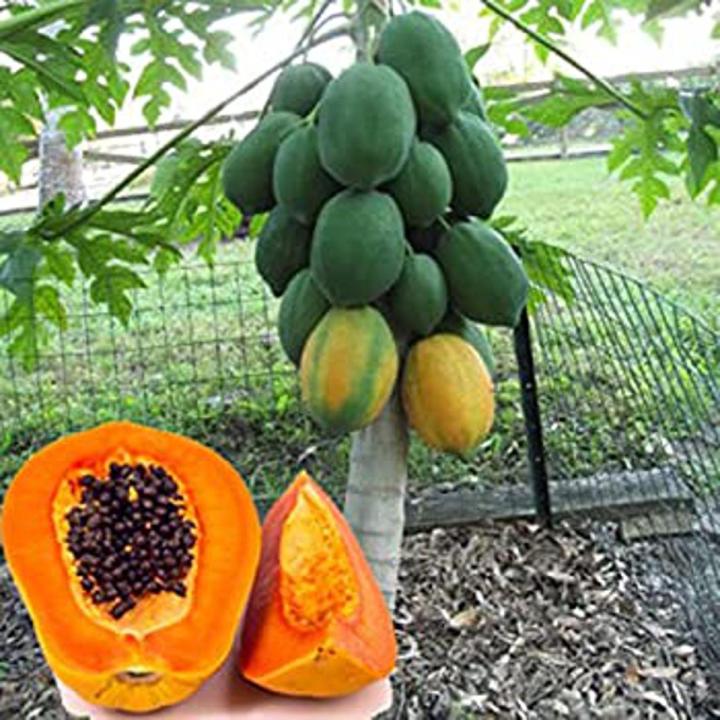 Red Lady Papaya) 15 pce | Daraz.com.bd