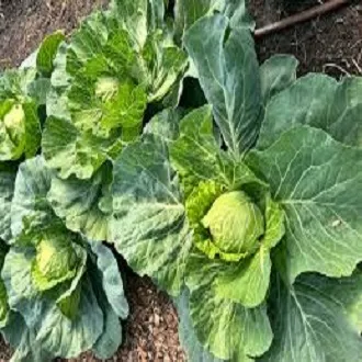 High Quality Cabbage Seeds \ Patacopi 50 pis Seeds | Daraz.com.bd