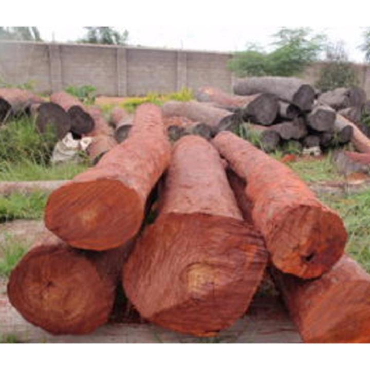 Blood Chandan Tree seeds 05 Piece (Blood Seed Seed) Global Seeds ...