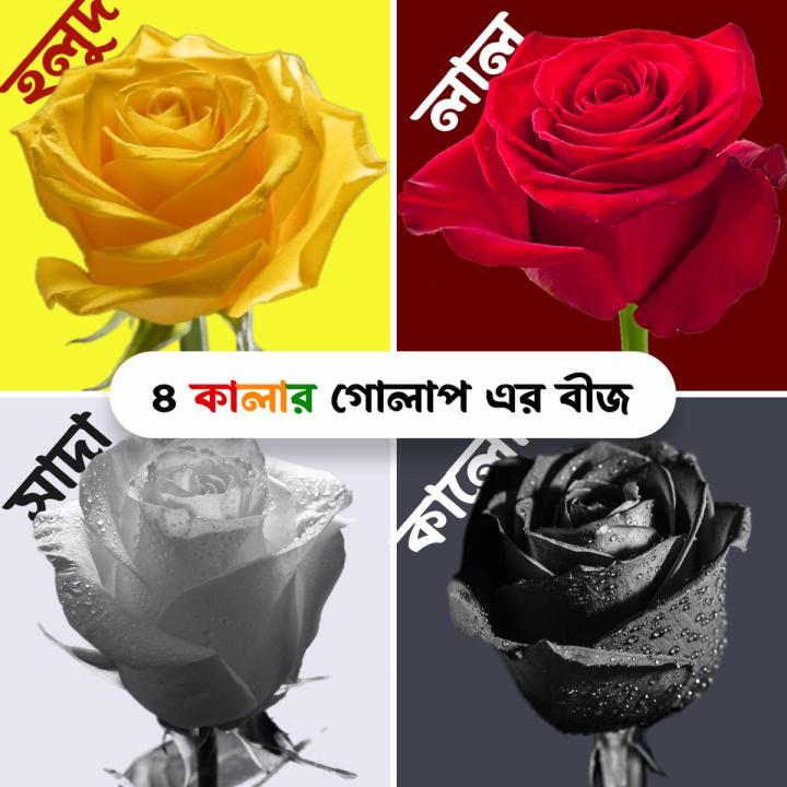 All season Rose flower (golap) seeds 20+ gift (mix color) | Daraz.com.bd