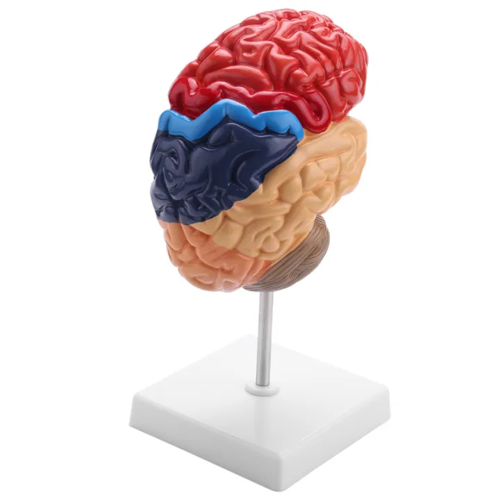 Cerebral Anatomical Model Anatomy 1:1 Half Brain Brainstem Teaching Lab ...