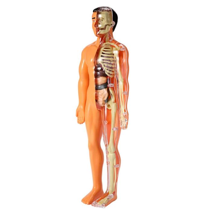 3D Human Body Anatomy Model Plastic DIY Skeleton Science Aids Toys ...