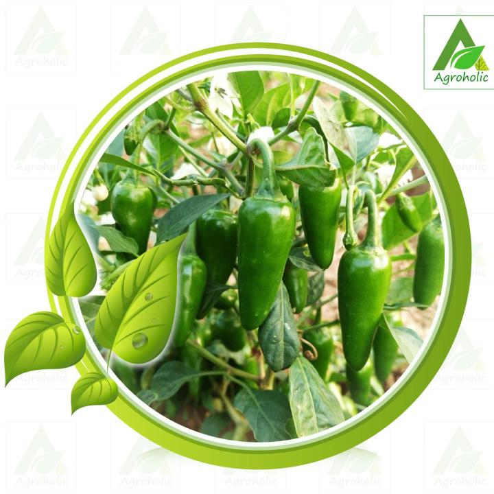 Bulet chilli Seed - 40 Seeds | Daraz.com.bd