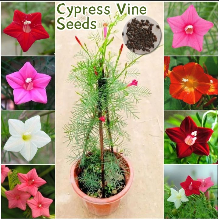 Multicolor Kunjo Flower Seeds - 10+ Pcs Seeds All Season | Daraz.com.bd