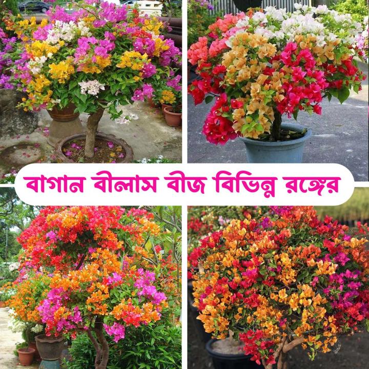 Nifty Niche - All Season Bougainvillea 20 Pieces Multiple colormix ...