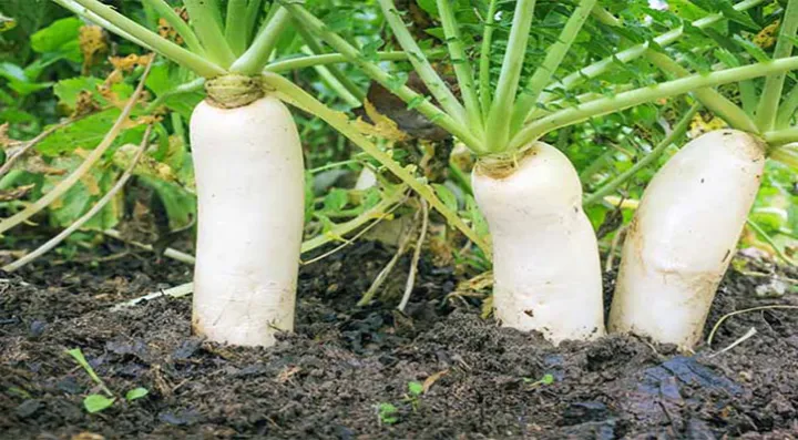 Giant Mula (চায়না মুলা) Plants Seedবীজ- ৫০ পিস | Daraz.com.bd