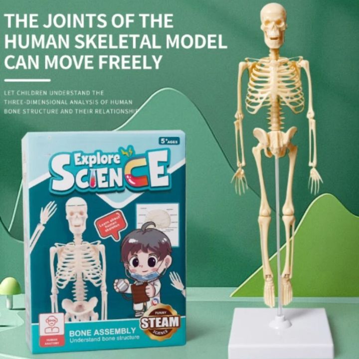 Structural Skeleton DIY Bone Model Skeletal Removable Joints Of Human ...
