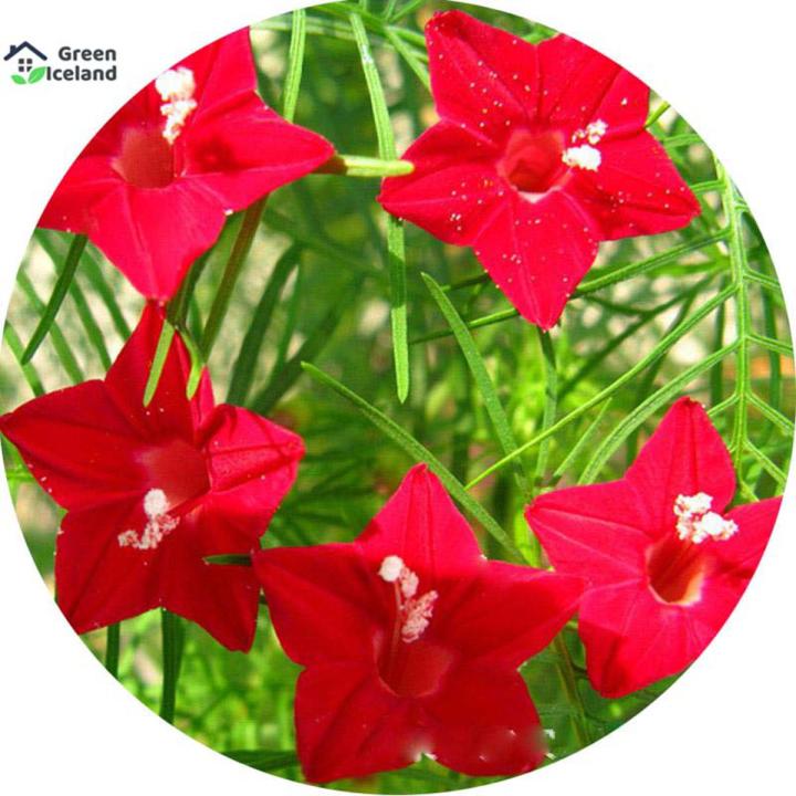 Kunjo Flower Seeds (কুঞ্জফুল বিজ) - 20 Pcs Seeds (Imported Global Seeds ...