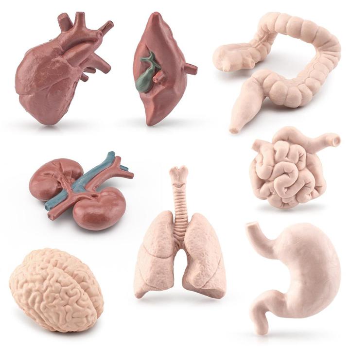 GC 8pcs Human Body Organ Model Brain Heart Lung Liver Stomach Kidney ...